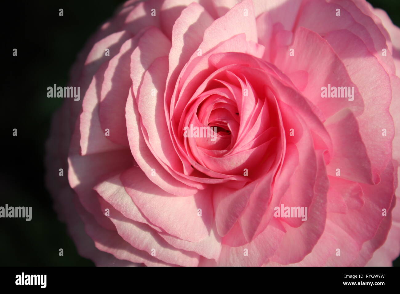 Ranunculus asiaticus cultivar hi-res stock photography and images - Alamy