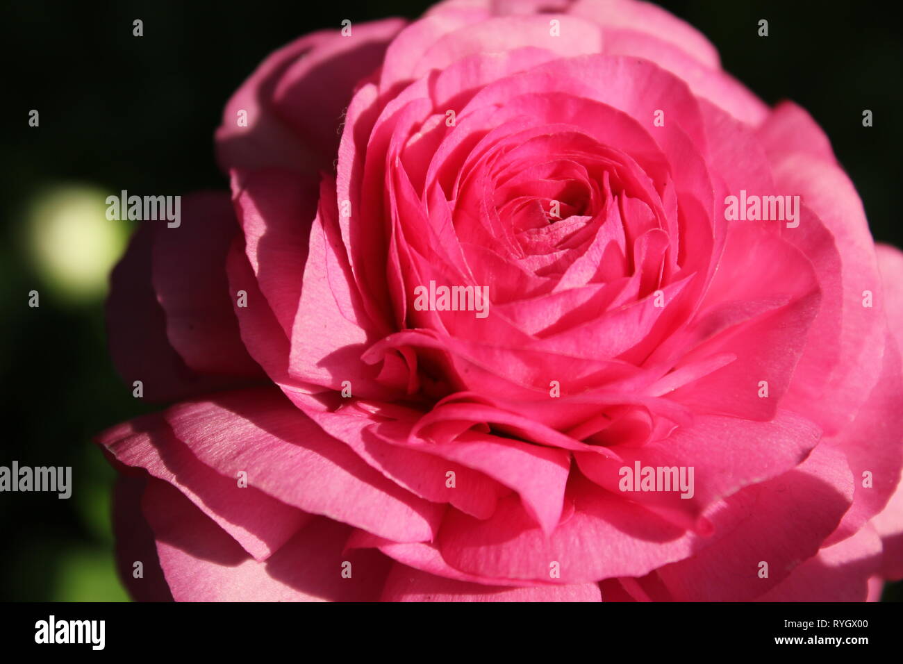 Ranunculus asiaticus cultivar hi-res stock photography and images - Alamy