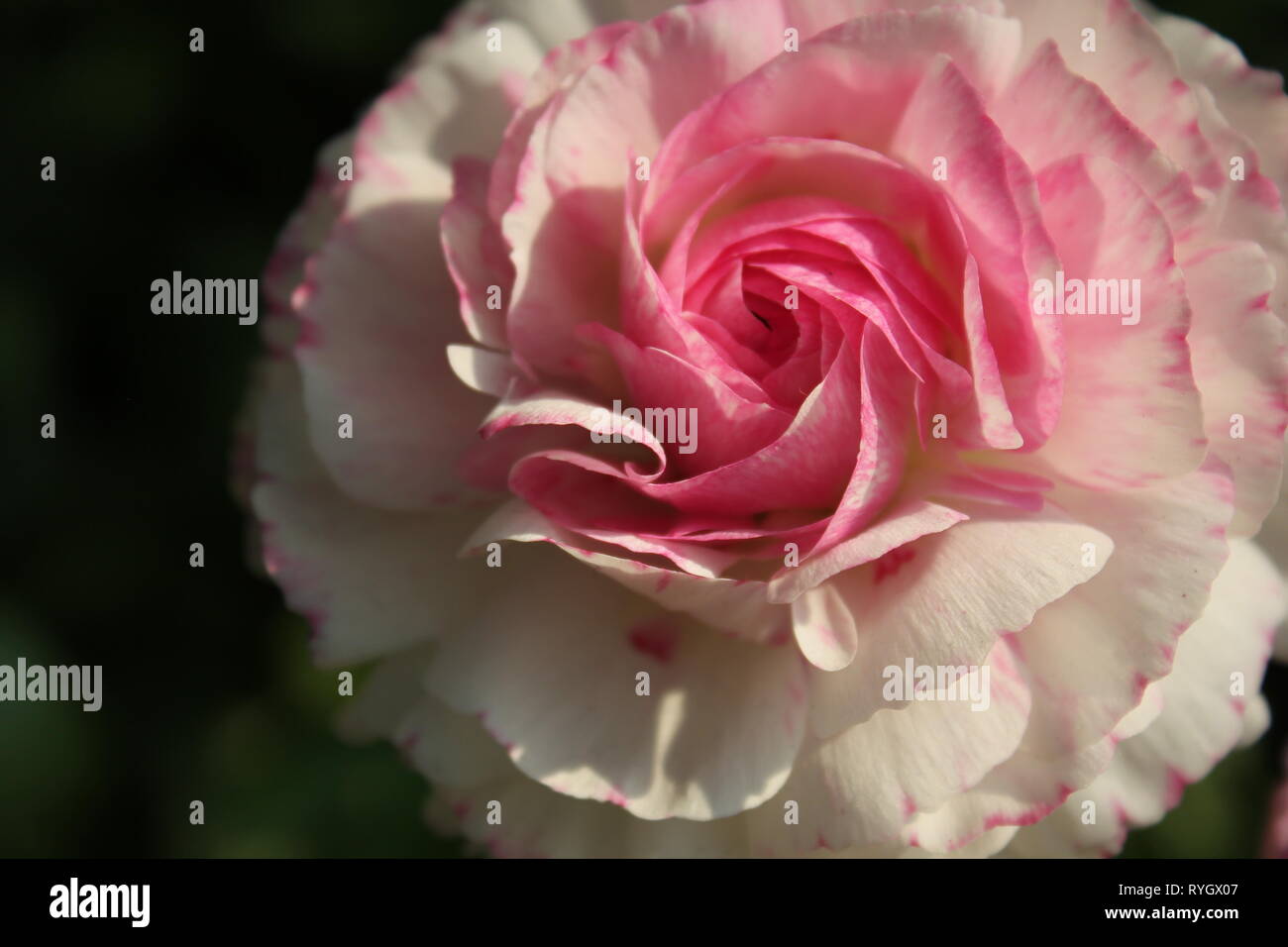 Ranunculus asiaticus, beautiful flower growing in the garden Stock ...