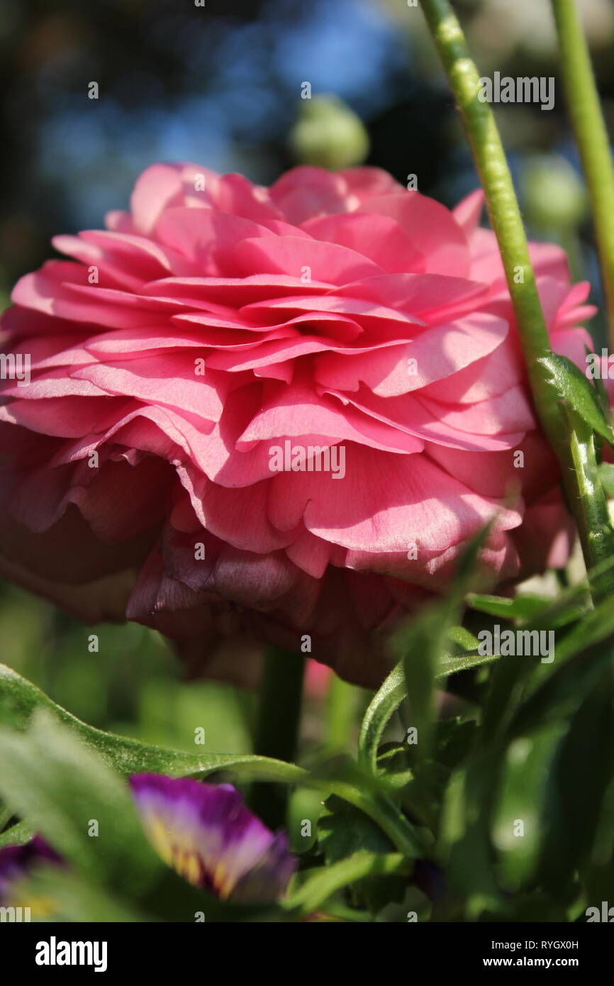 Ranunculus asiaticus cultivar hi-res stock photography and images - Alamy