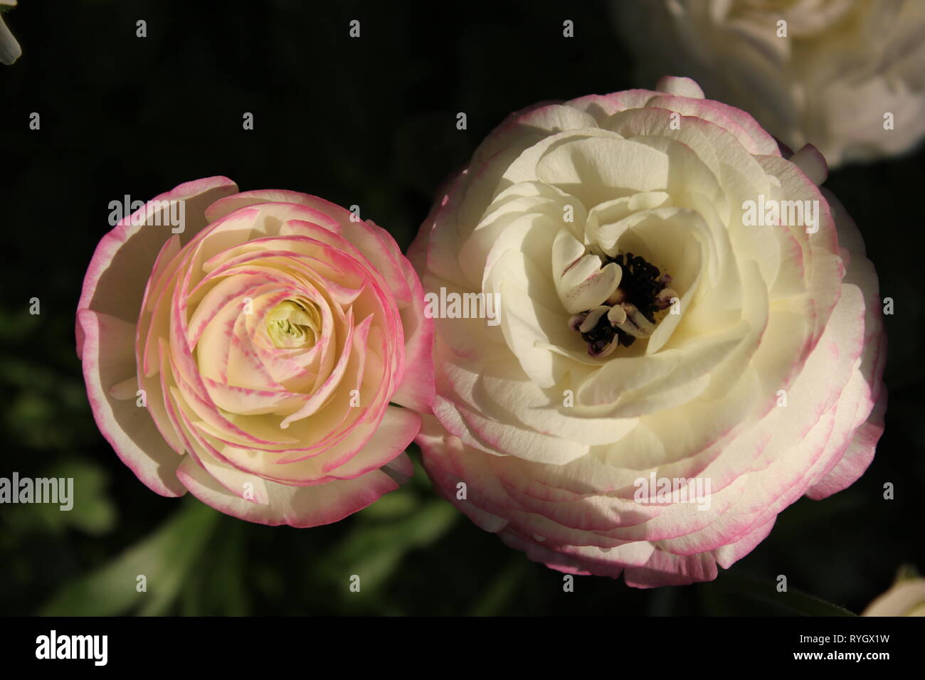 Ranunculus asiaticus cultivar hi-res stock photography and images - Alamy