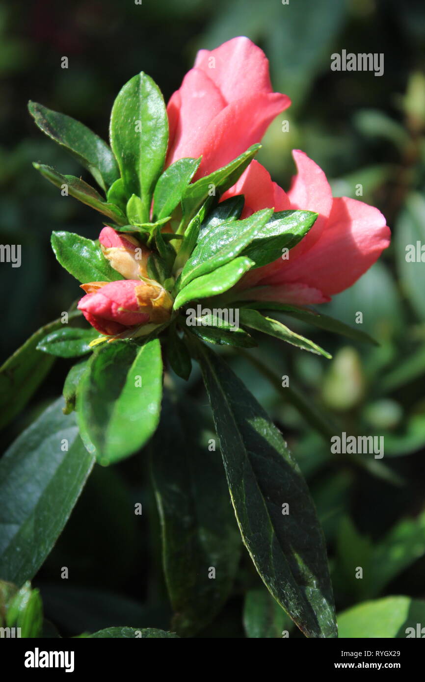 Blossoming spring azalea rhododendron flower Stock Photo - Alamy