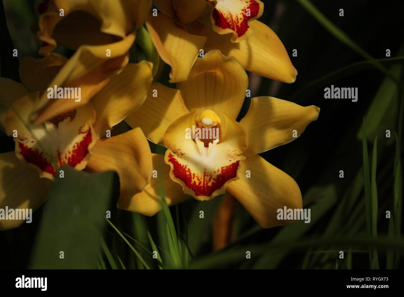 Yellow cymbidium boat orchid flowers High Resolution Stock Photography ...