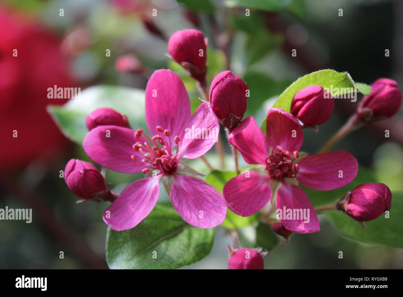 Malus gorgeous garden hi-res stock photography and images - Alamy