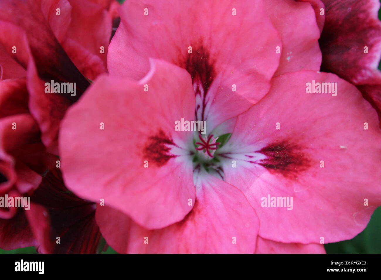 The regal geranium (Pelargonium domesticum), also called the Martha ...
