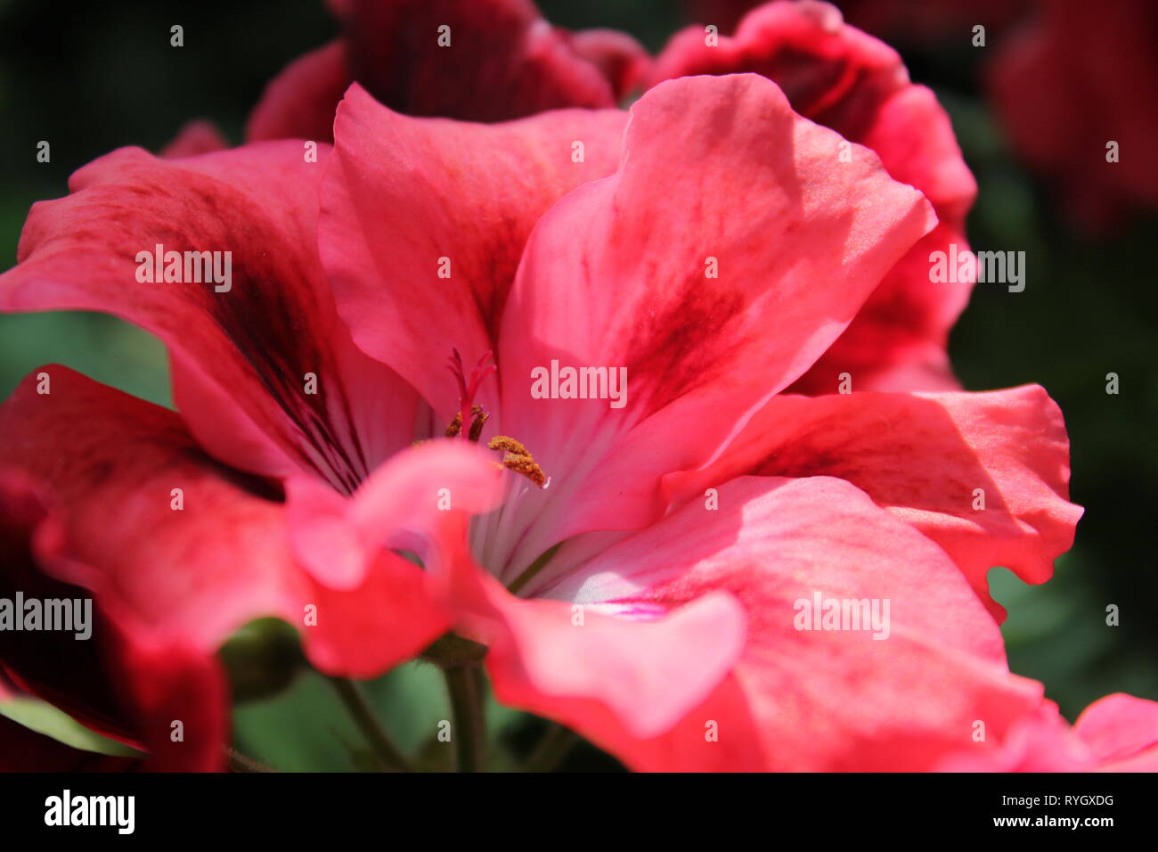 The regal geranium (Pelargonium domesticum), also called the Martha ...