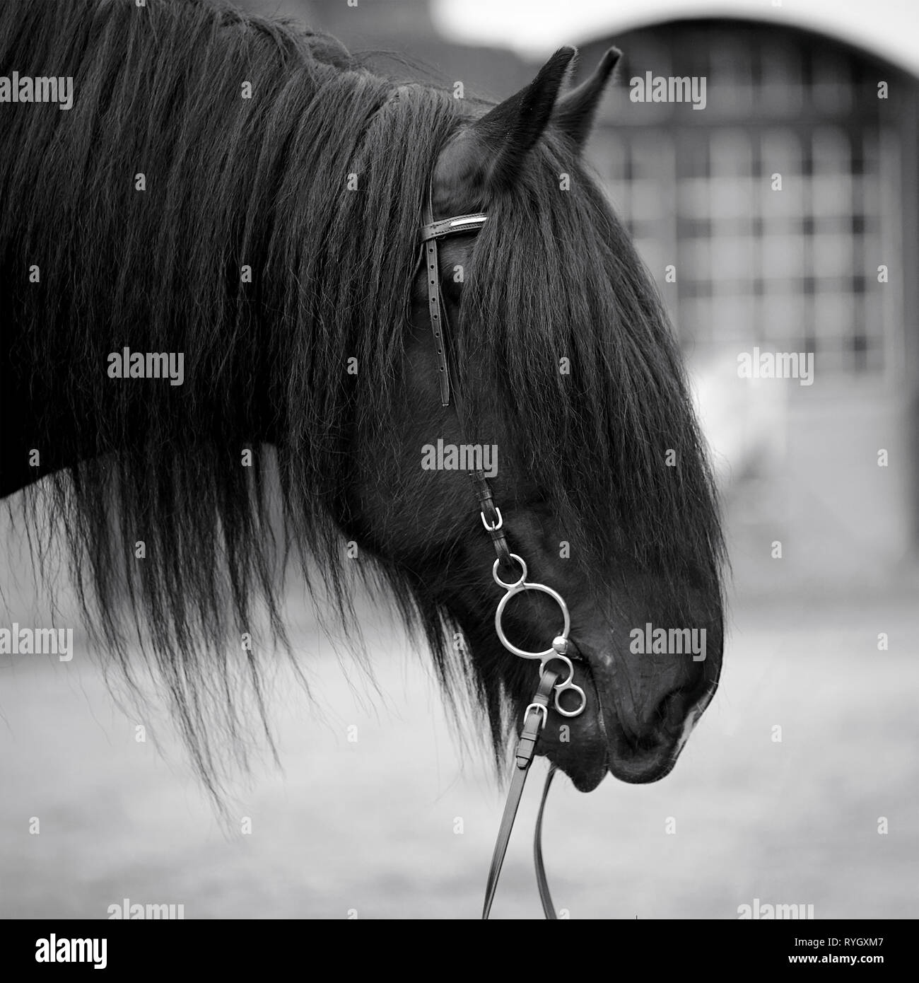 Stallion. Portrait of a horse. Thoroughbred horse. Beautiful horse ...