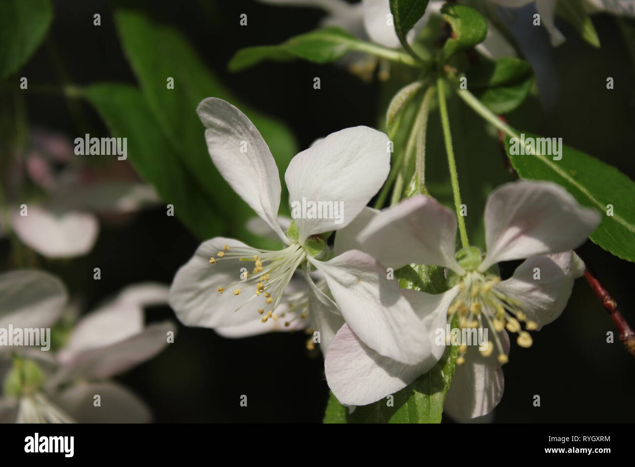 Prunus subhirtella, Prunus pendula, Prunus autumnalis, winter-flowering ...