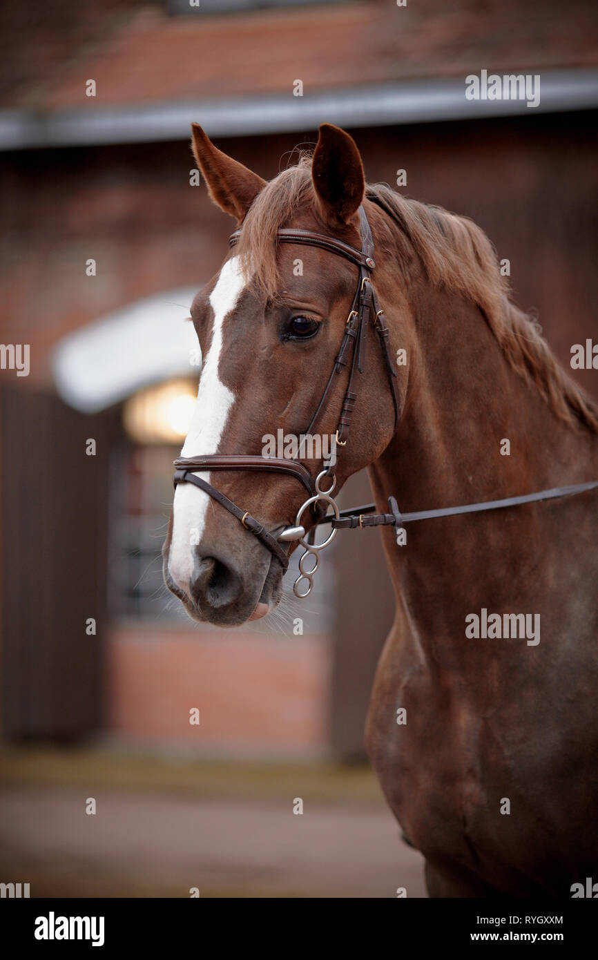 Red stallion. Portrait of a red horse. Thoroughbred horse. Beautiful ...