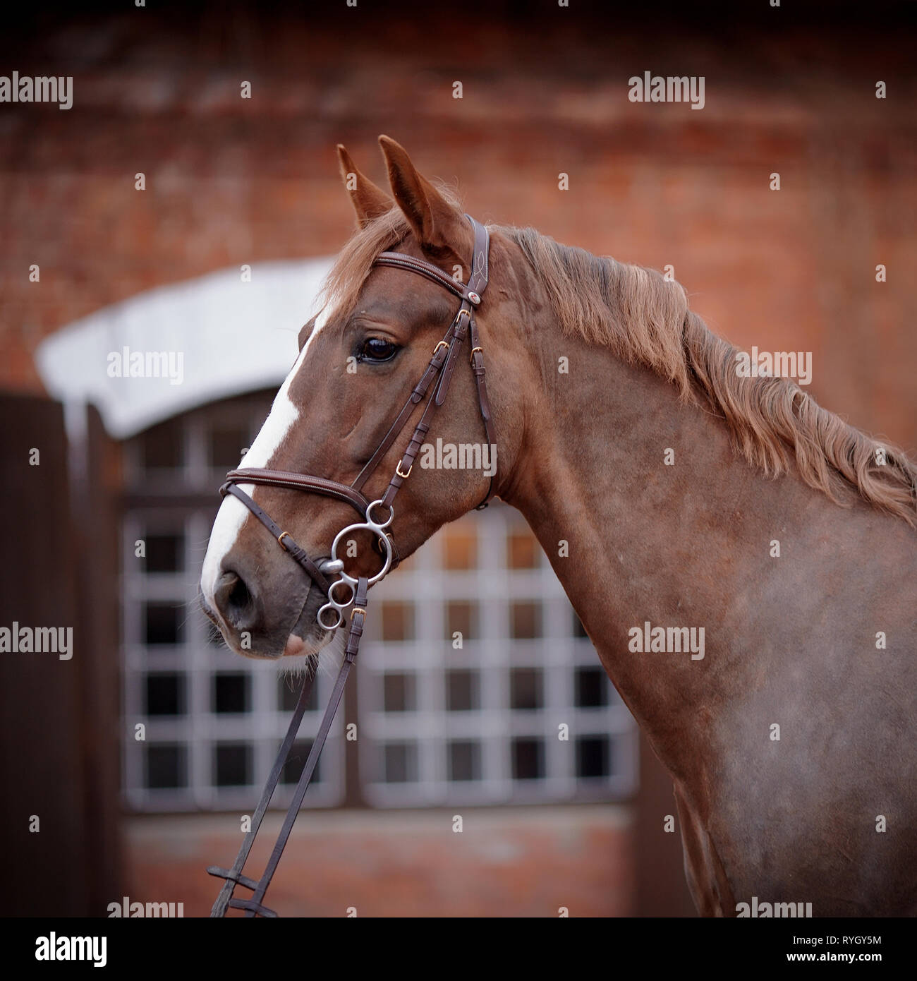 Red stallion. Portrait of a red horse. Thoroughbred horse. Beautiful ...
