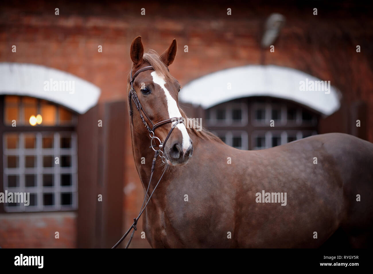 Red stallion. Portrait of a red horse. Thoroughbred horse. Beautiful ...