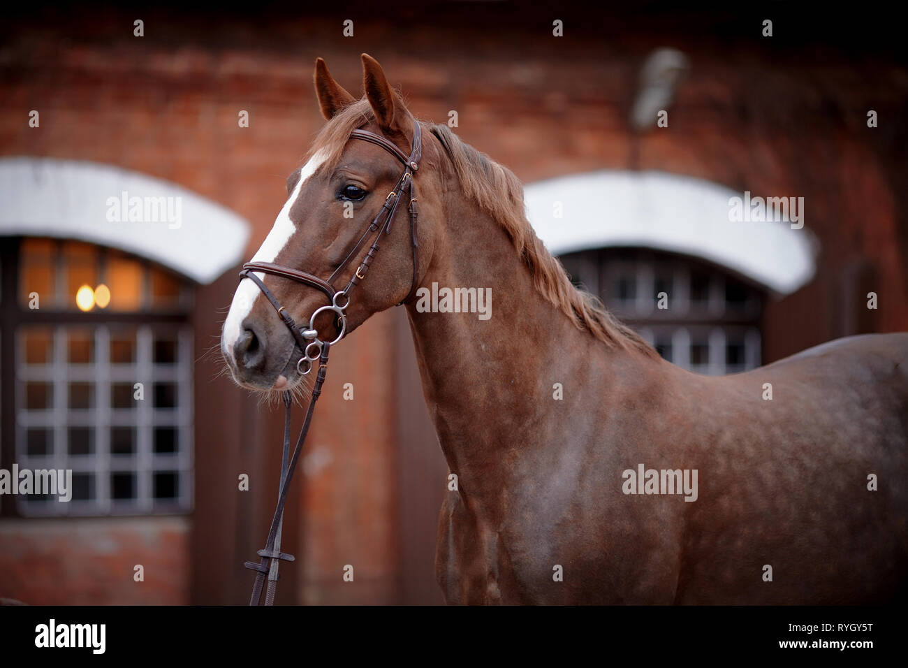 Red stallion. Portrait of a red horse. Thoroughbred horse. Beautiful ...
