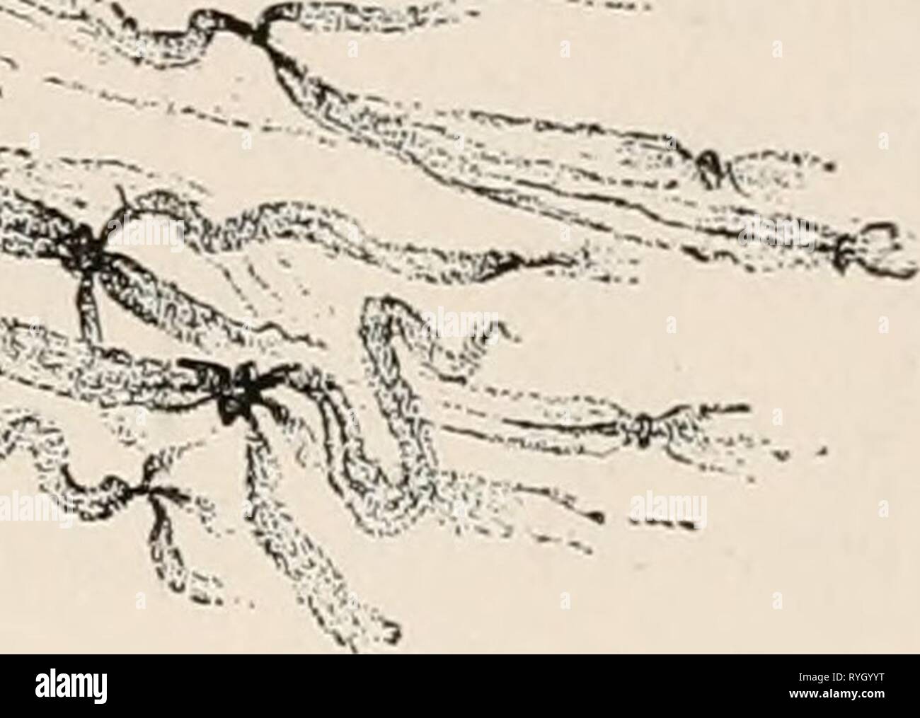 Dichotomous branching hi-res stock photography and images - Alamy