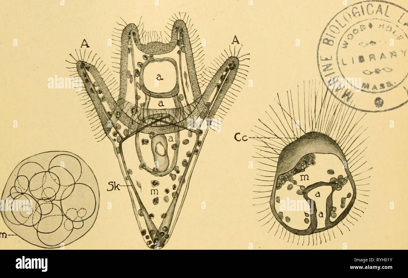 The effects of inanition and Stock Photo - Alamy