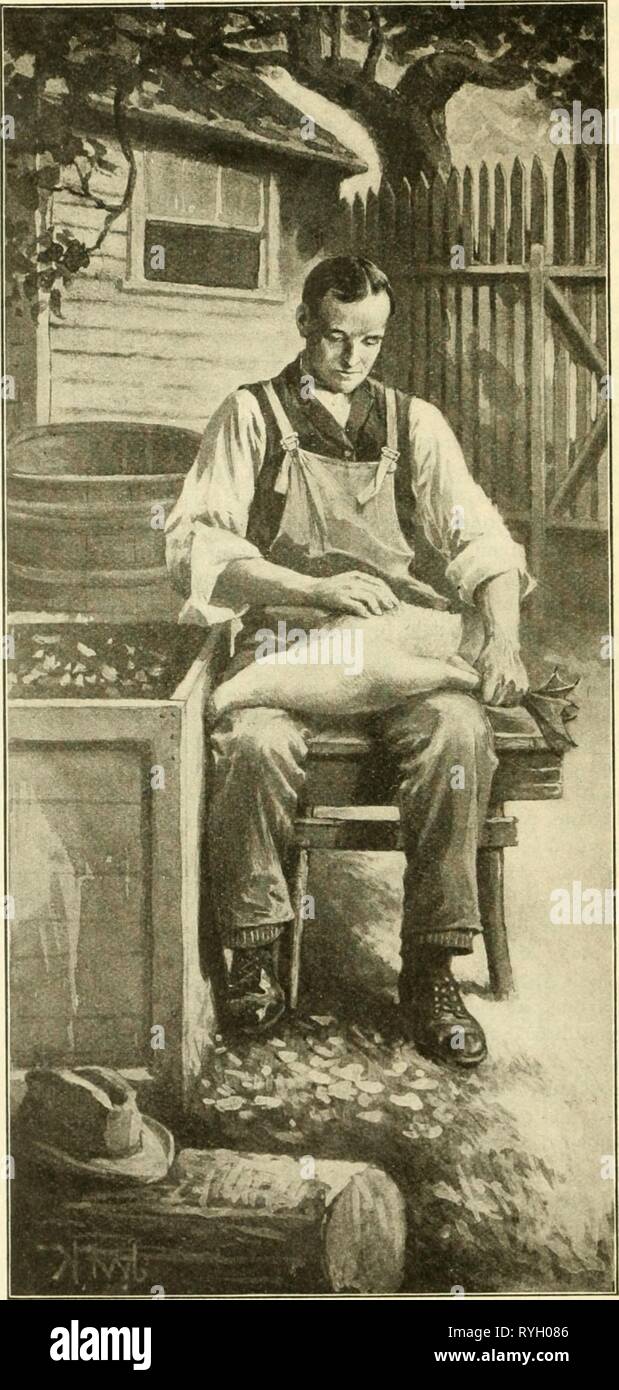 Duck dollars; (1911 Stock Photo - Alamy