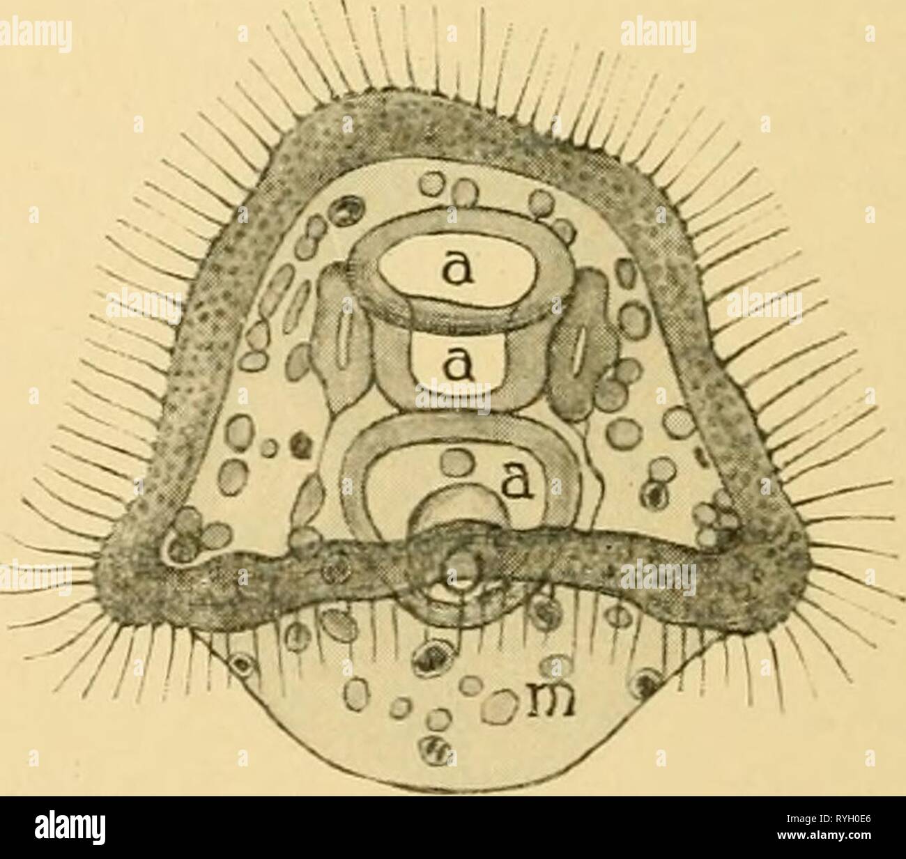 The effects of inanition and Stock Photo - Alamy