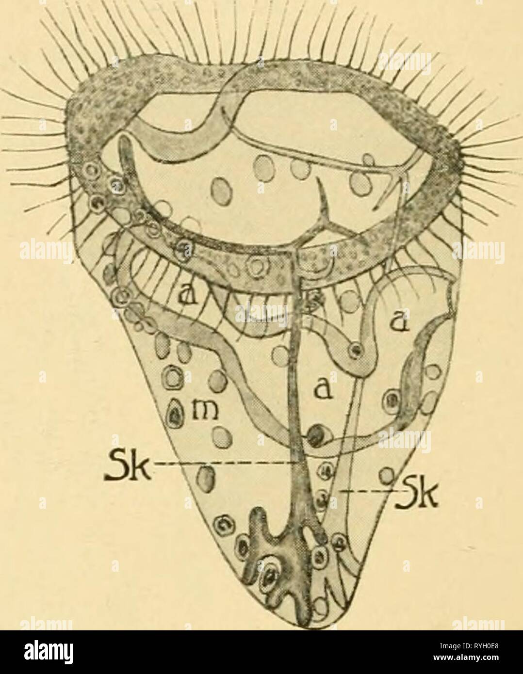 The effects of inanition and Stock Photo - Alamy