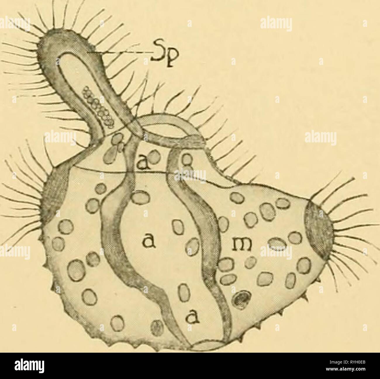 The effects of inanition and Stock Photo - Alamy