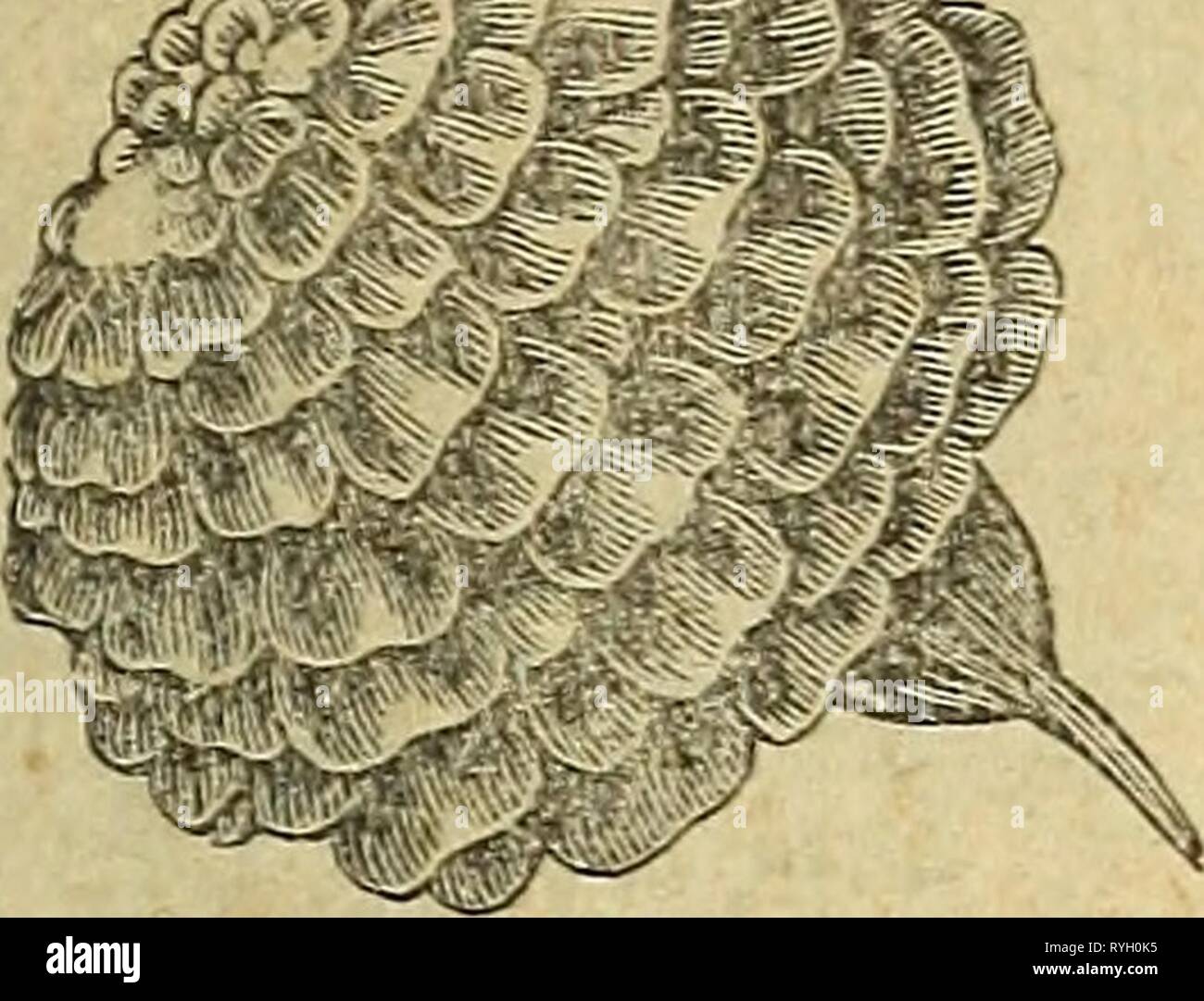 E Annabil & Co's seed Stock Photo - Alamy