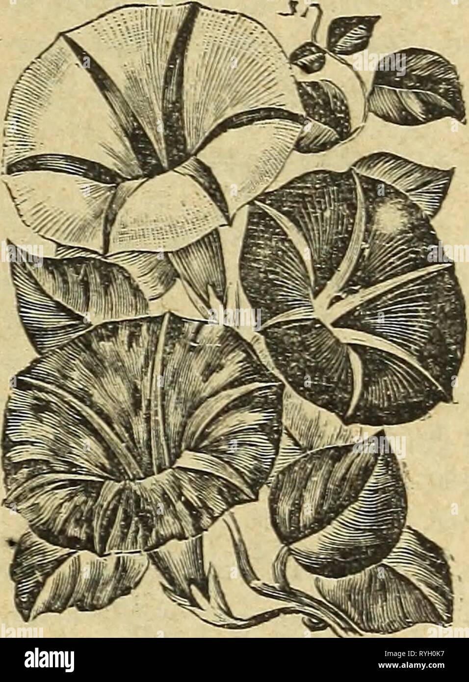 Annabil hi-res stock photography and images - Alamy