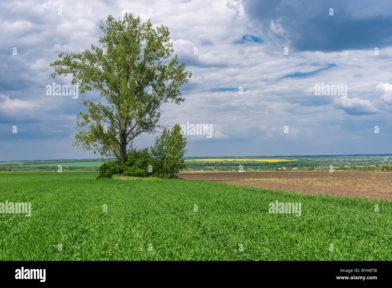 Spring landscape with an agricultural crops field and lonely tree ...