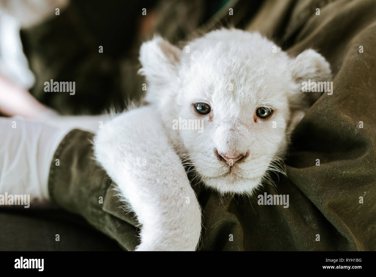 White Lion Cubs Cute