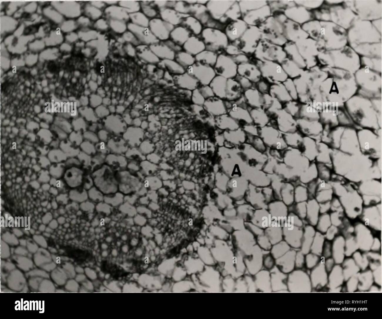 Effects of mineral levels on physiology and morphology of plants ...
