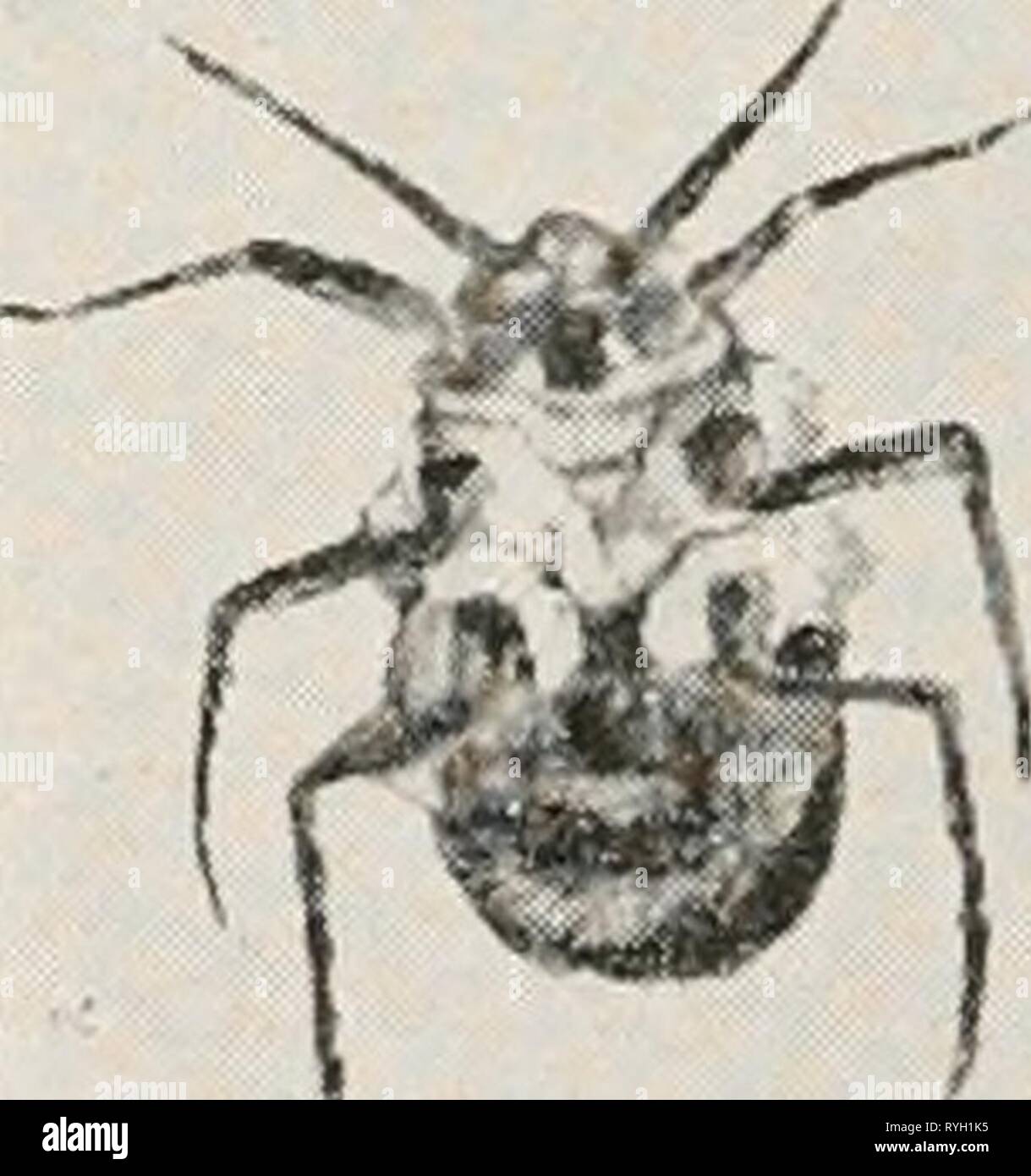 Historical insect studies hi-res stock photography and images - Alamy