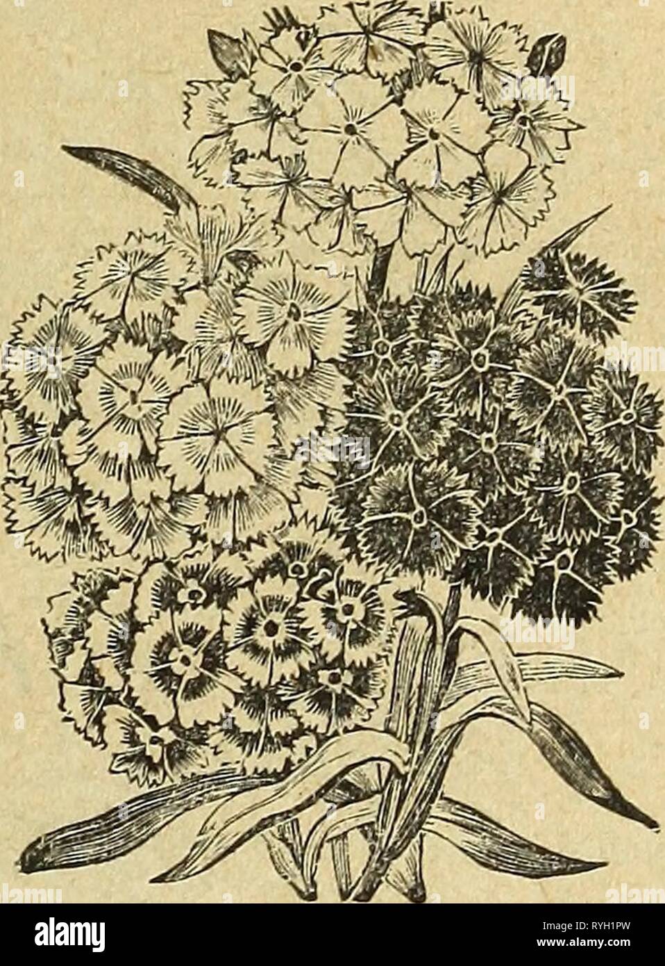 E Annabil & Co's seed Stock Photo - Alamy