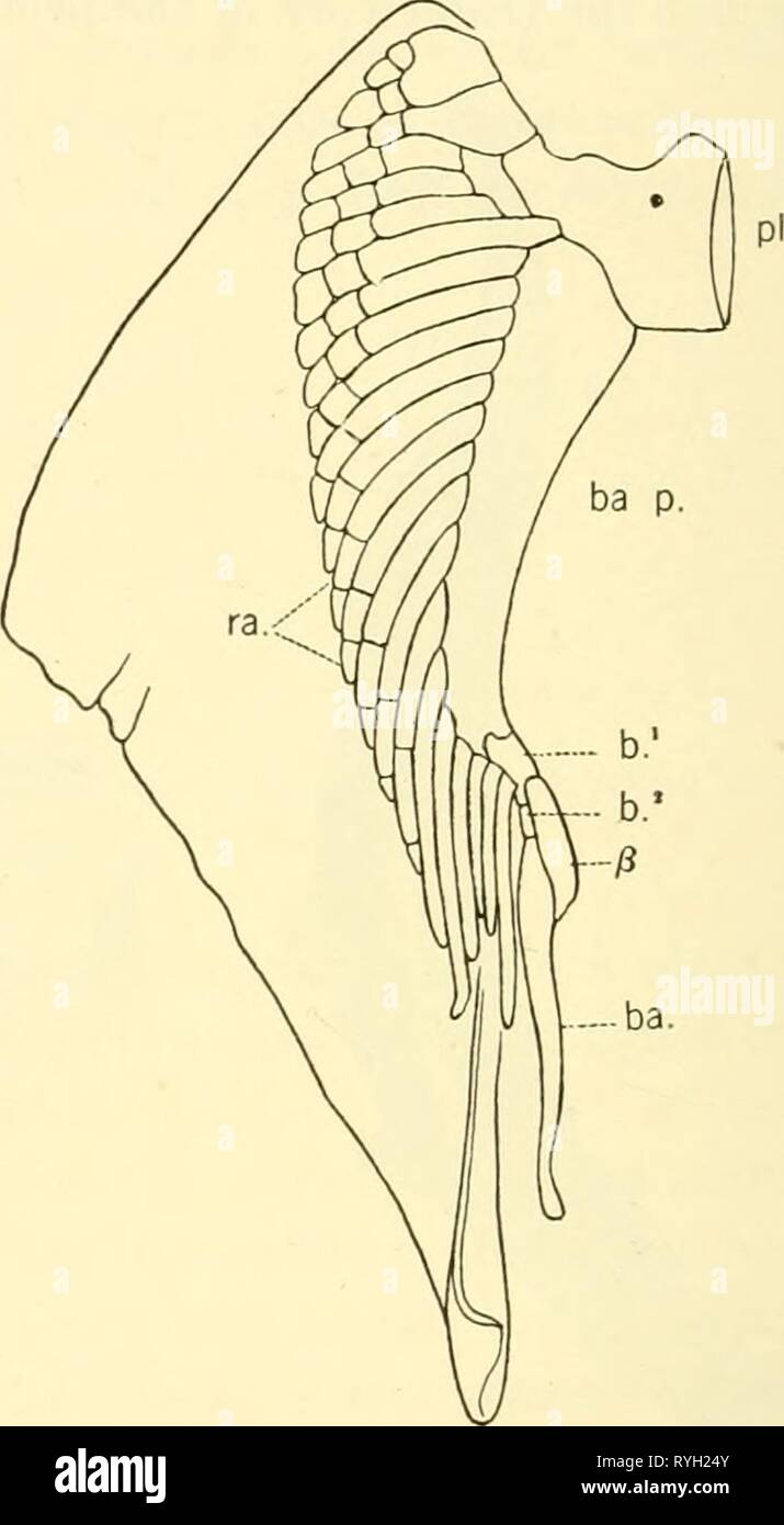 Pelvic fin hi-res stock photography and images - Alamy