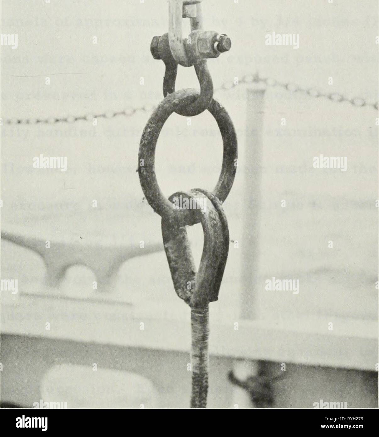 Ecological aspects of two wood-boring molluscs from the continental ...