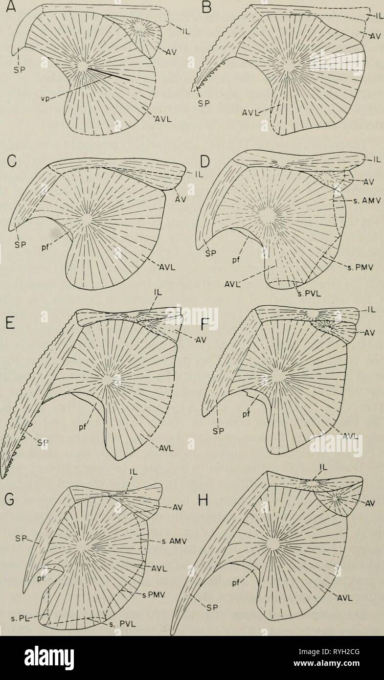 Early Devonian fishes from Utah : Arthrodira earlydevonianfis119deni ...