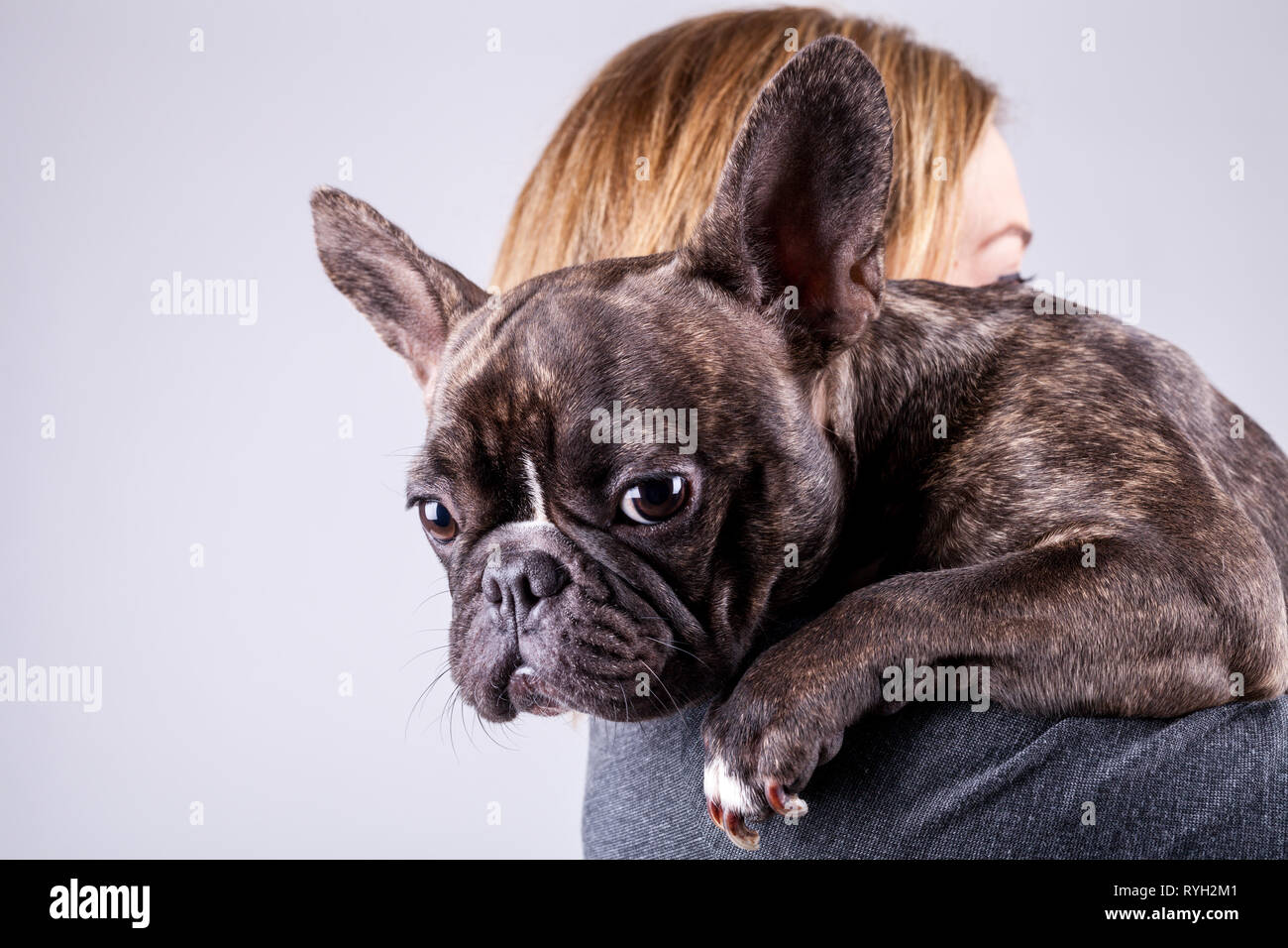 Cute brown french bulldog lying on owner's shoulder looking front Stock ...