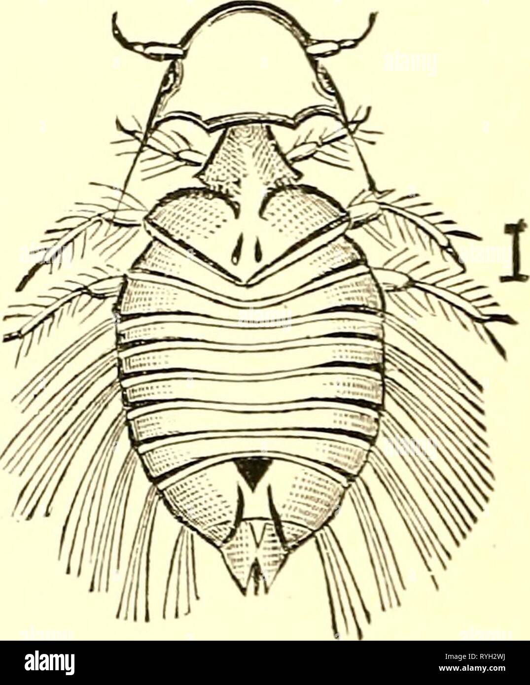 Economic entomology for the farmer and fruit-grower [microform] : and ...