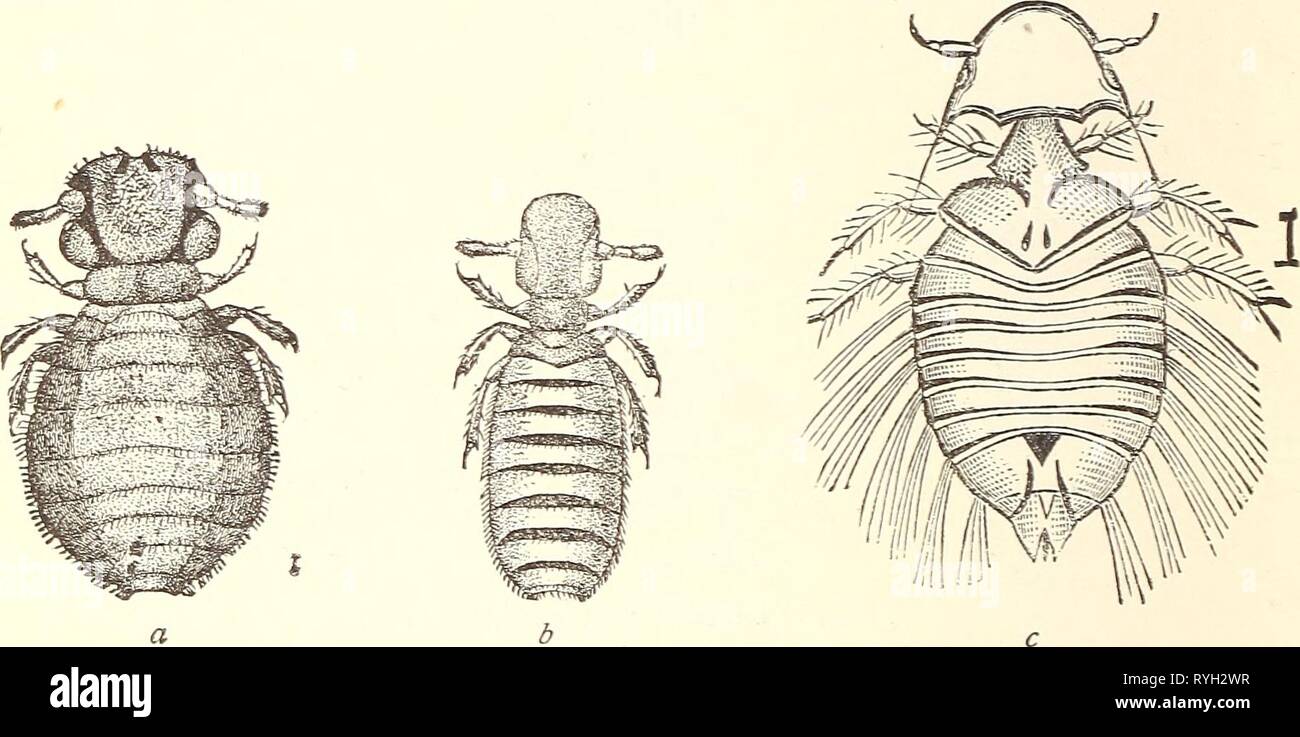 Wool Scales High Resolution Stock Photography and Images - Alamy