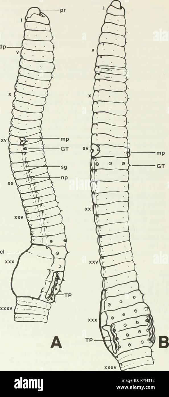 The earthworms (lumbricidae and sparganophilidae Stock Photo - Alamy