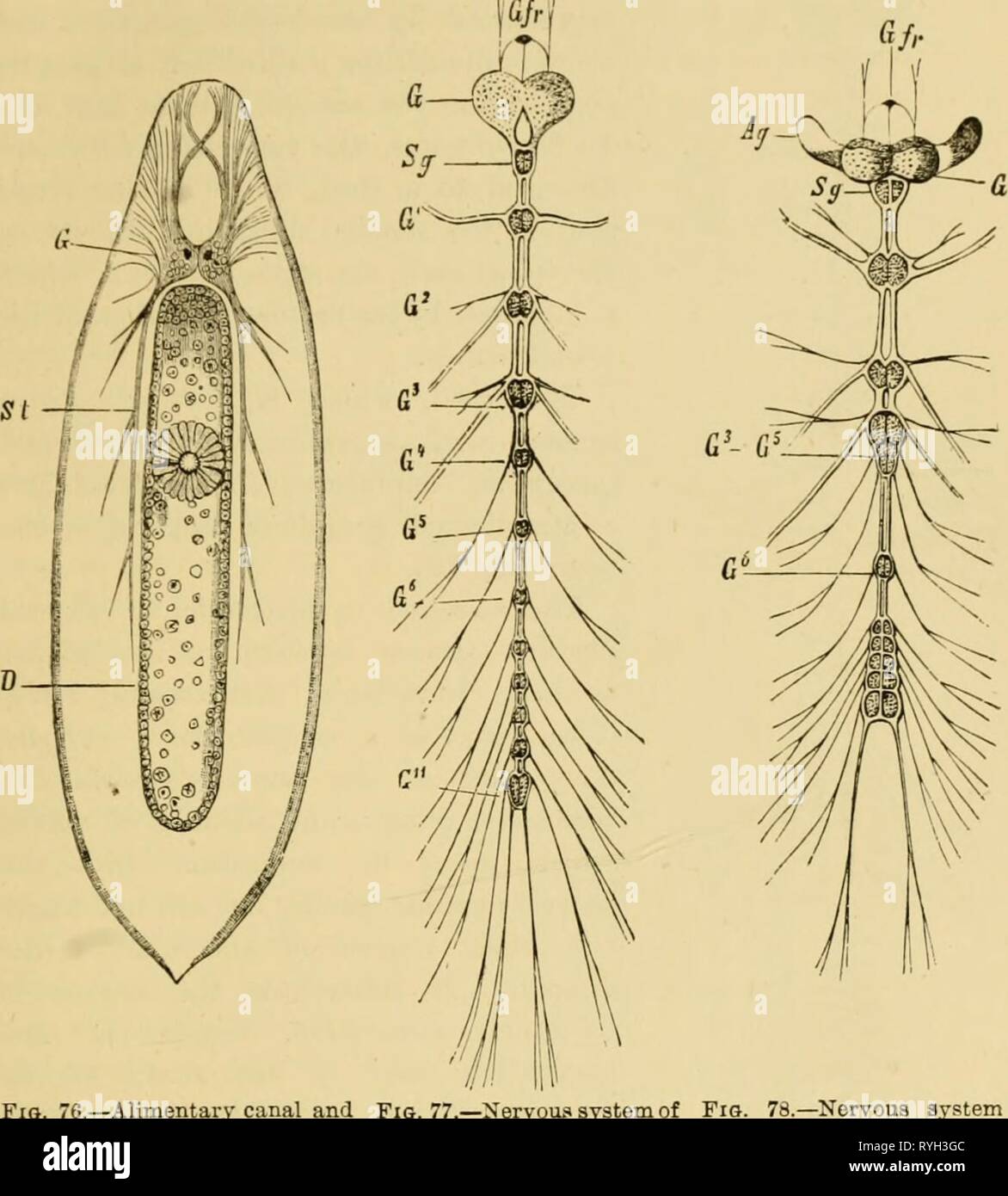 Elementary text-book of zoology, general Stock Photo - Alamy