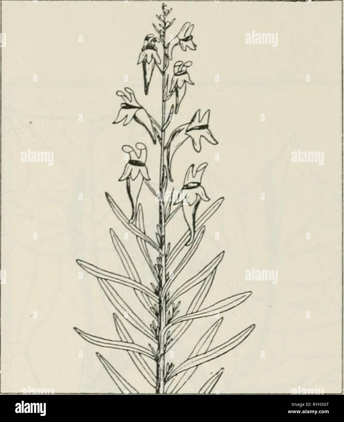 The drug plants of Illinois drugplantsofilli44teho Year: 1951 Tehon THE ...