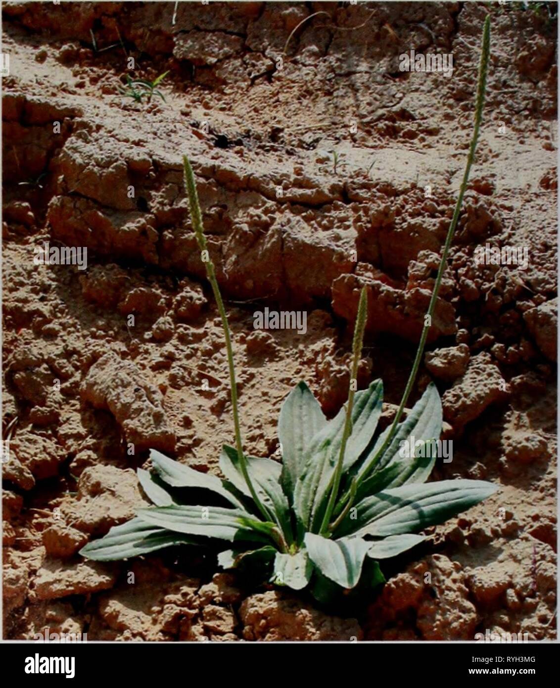 e er duo si zhi Stock Photo - Alamy