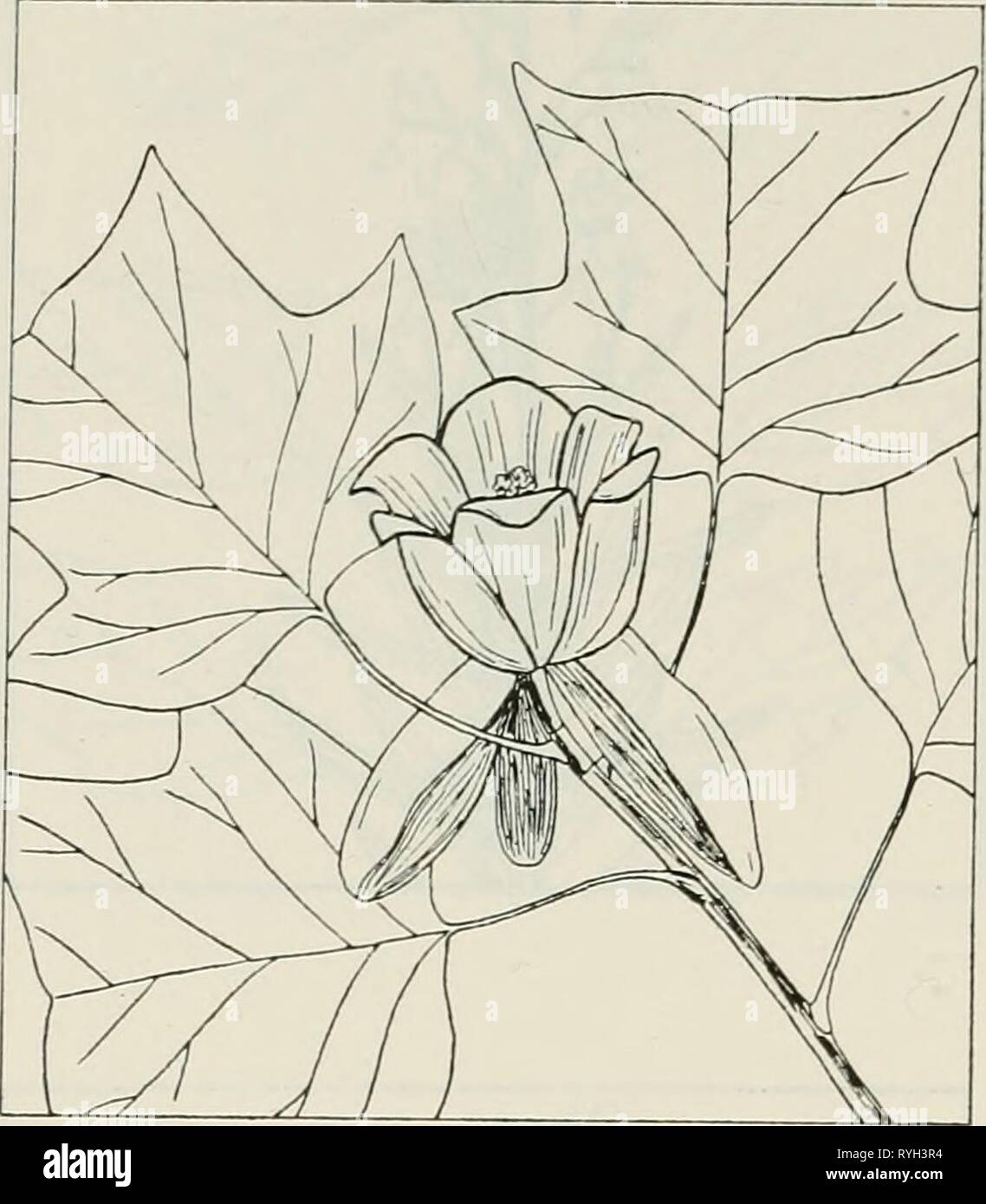 Deep lobes leaves hi-res stock photography and images - Alamy