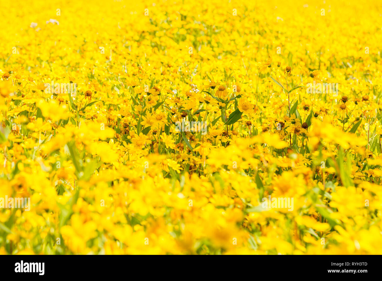 Horizontal picture of colorful daisy flowers with focus on central area ...