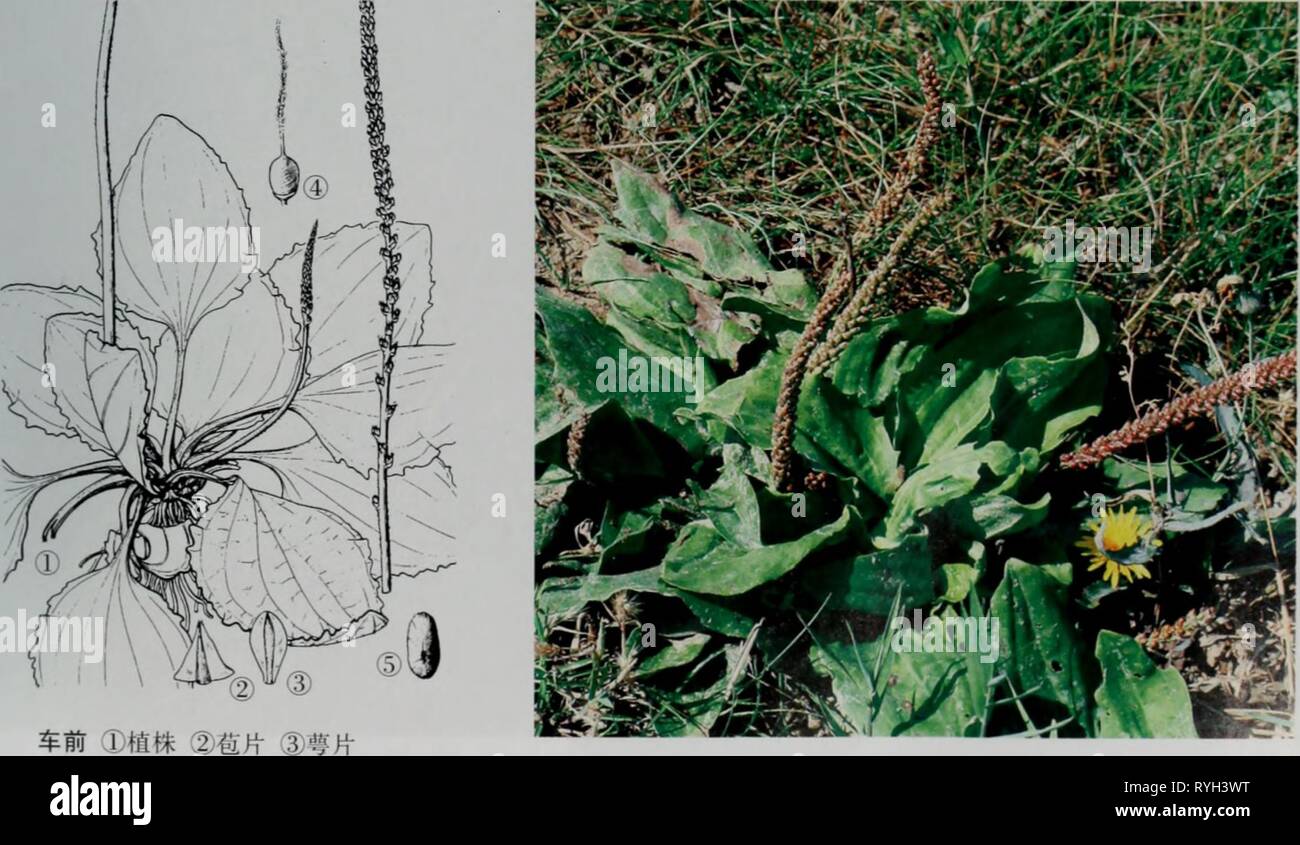 e er duo si zhi Stock Photo - Alamy