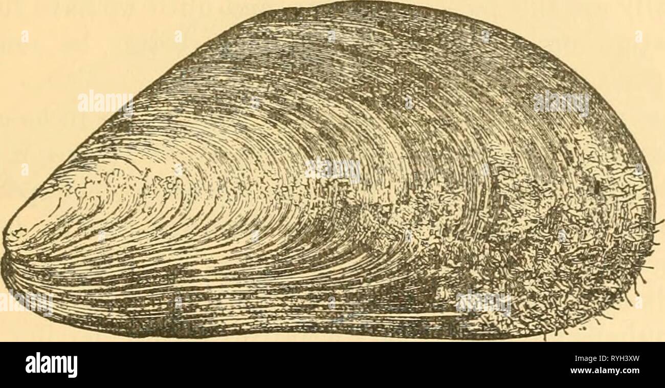 Northern horse mussel hi-res stock photography and images - Alamy