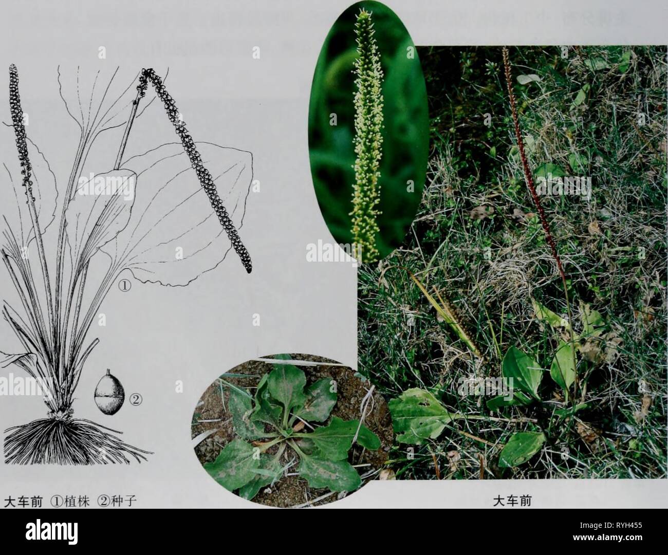 e er duo si zhi Stock Photo - Alamy