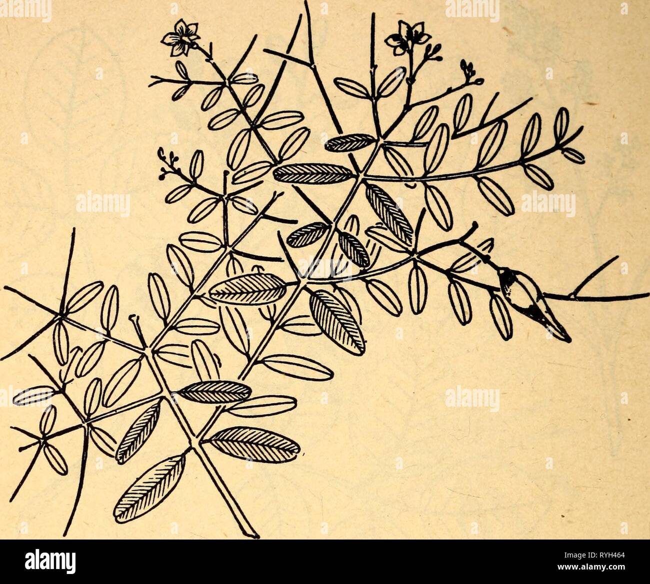 Edible and poisonous plants of the Caribbean region ...