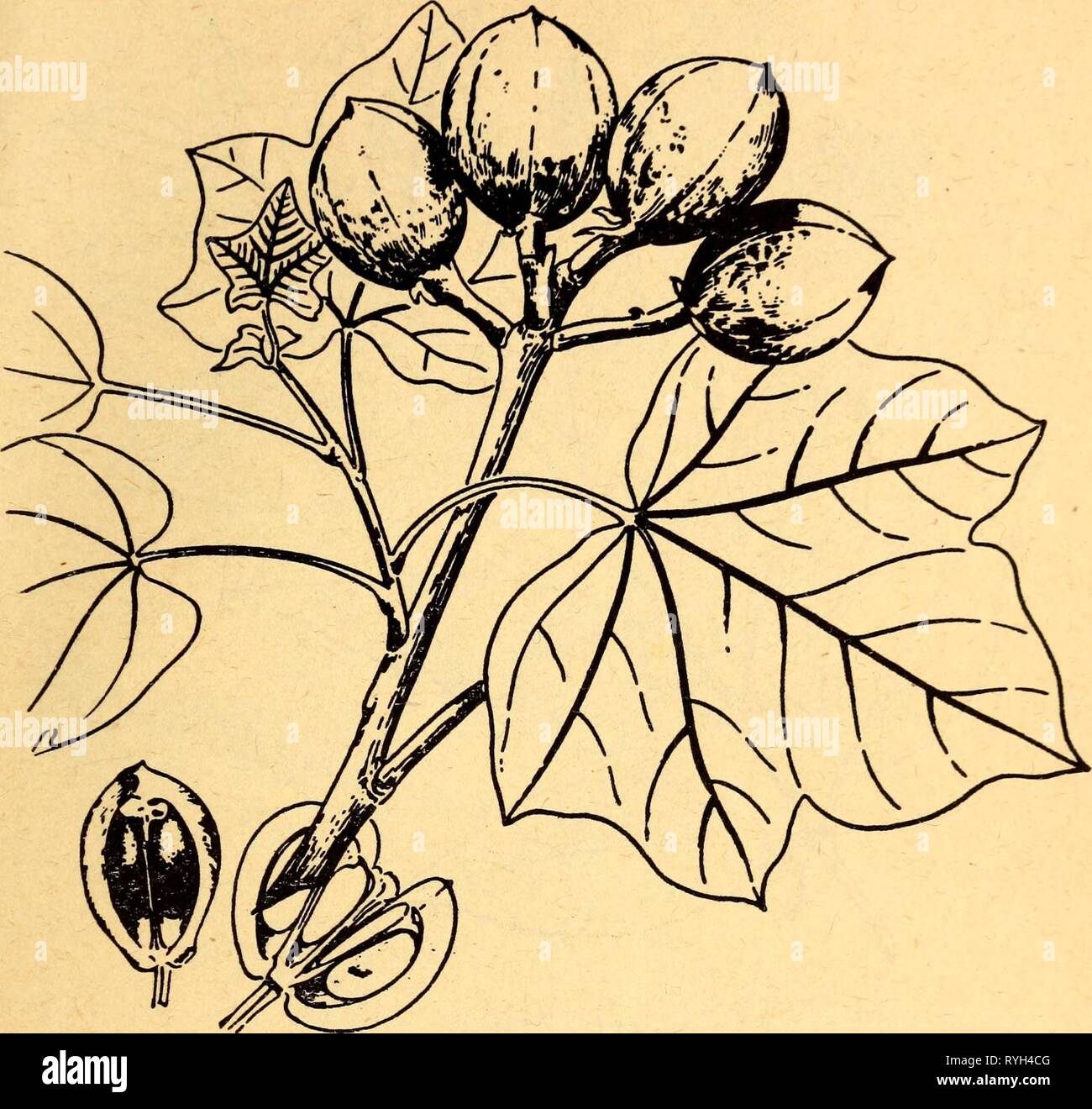 Poison nut tree hi-res stock photography and images - Alamy