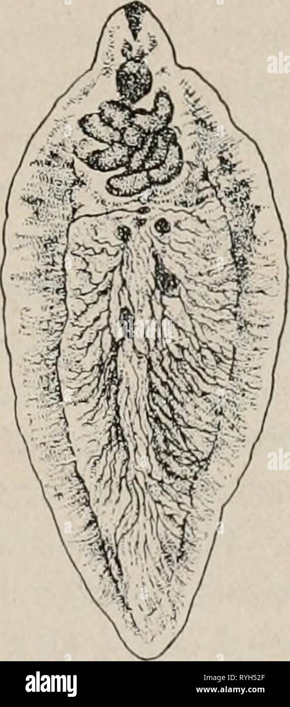 Fluke worms hi-res stock photography and images - Alamy