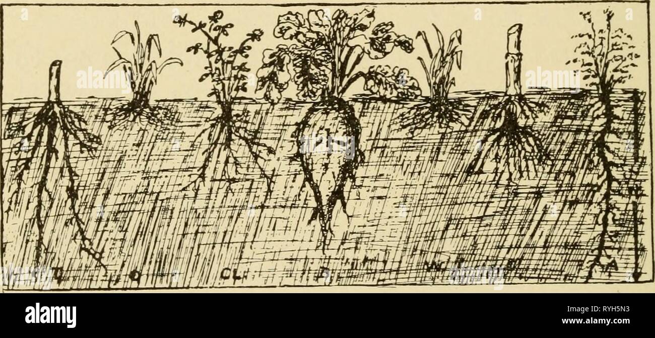 Alfalfa and corn crops hi-res stock photography and images - Alamy