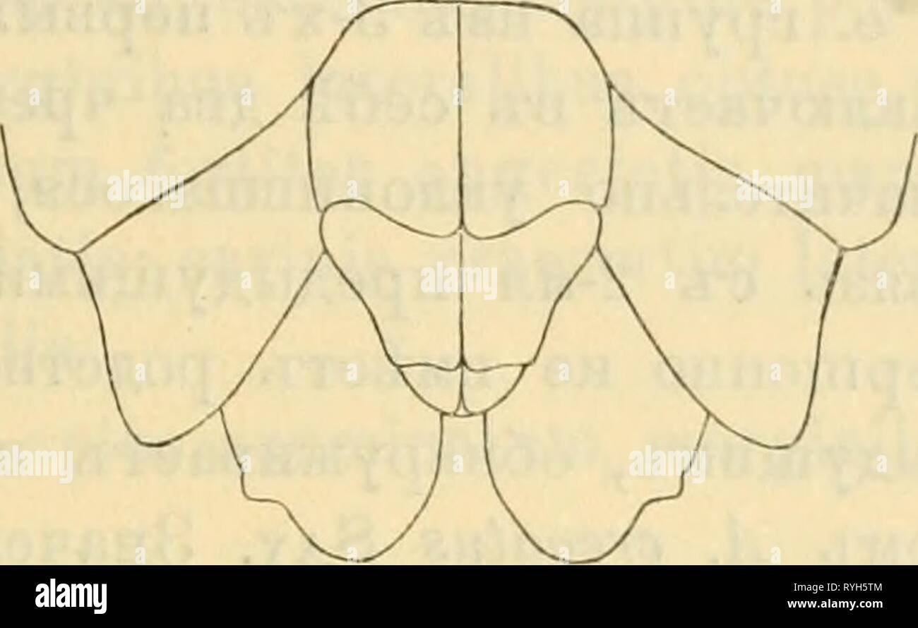 Dysodiidae i Aradidae (1913 Stock Photo - Alamy