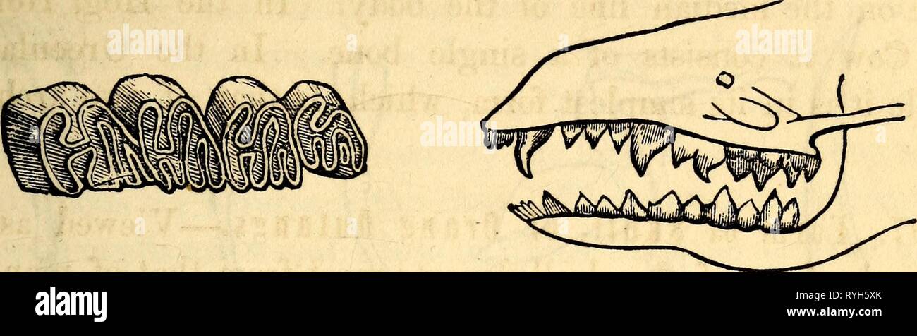 Pig anatomy drawing hi-res stock photography and images - Alamy